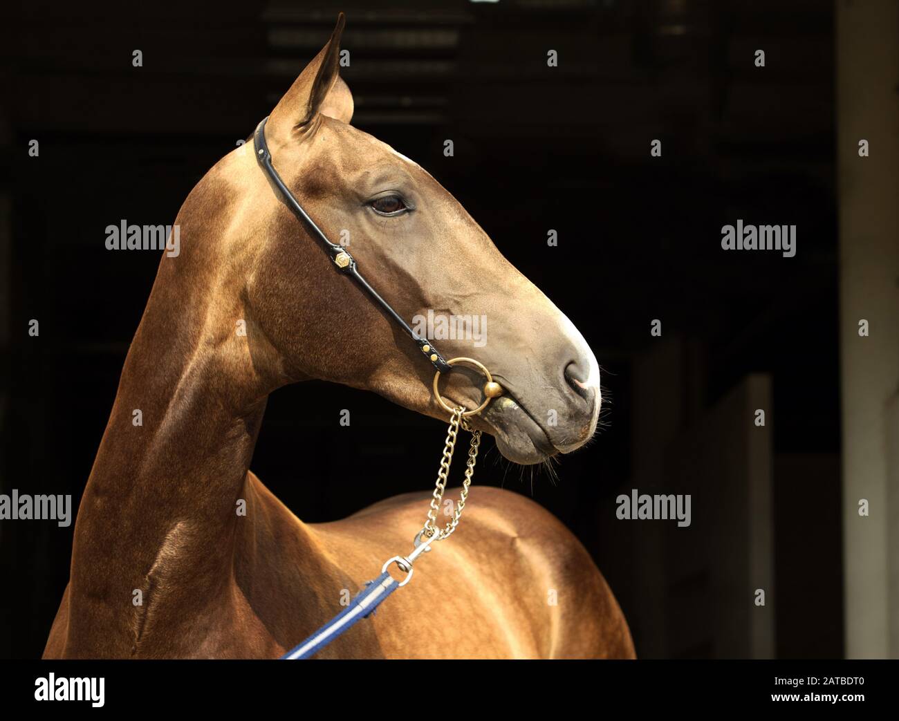 Akhal teke horse portrait hi-res stock photography and images - Alamy