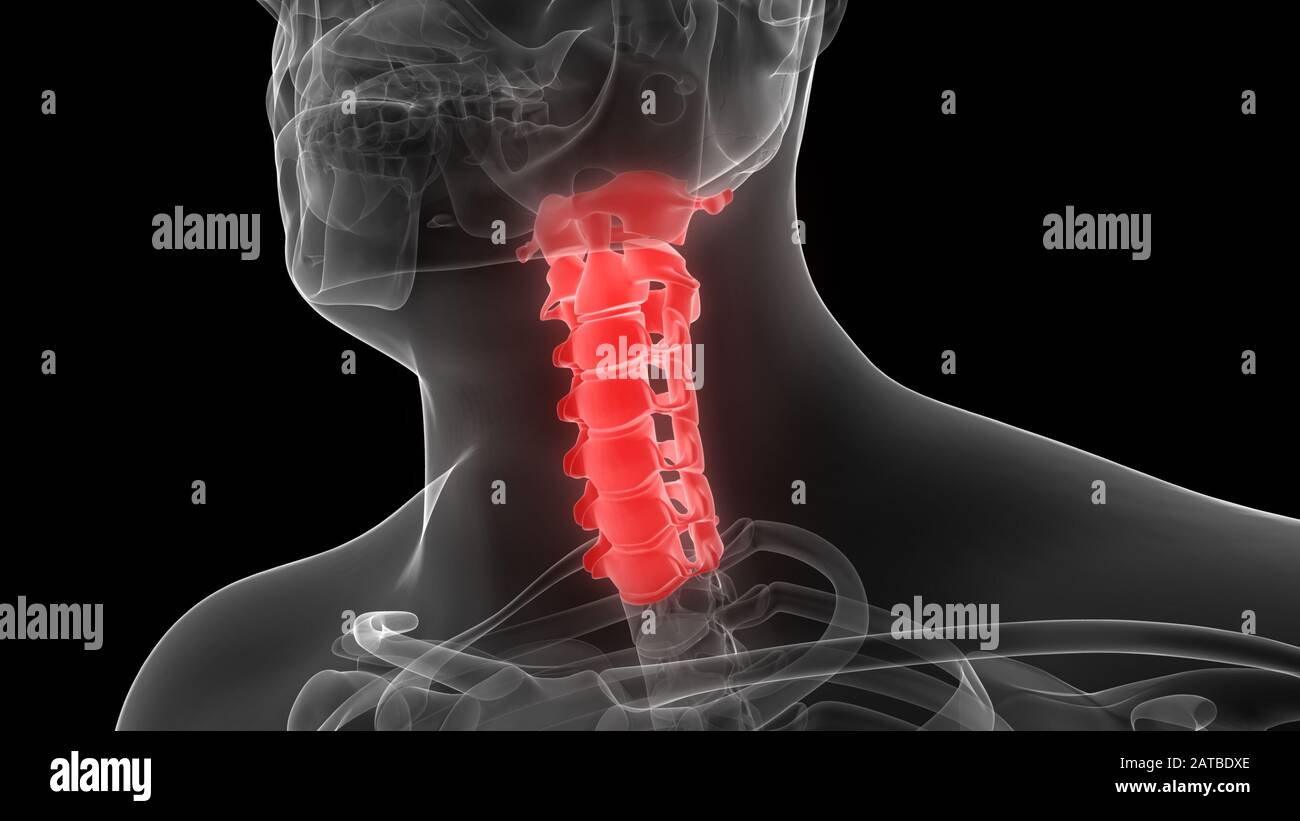 Vertebral Column of Human Skeleton Anatomy X-ray 3D rendering Stock ...