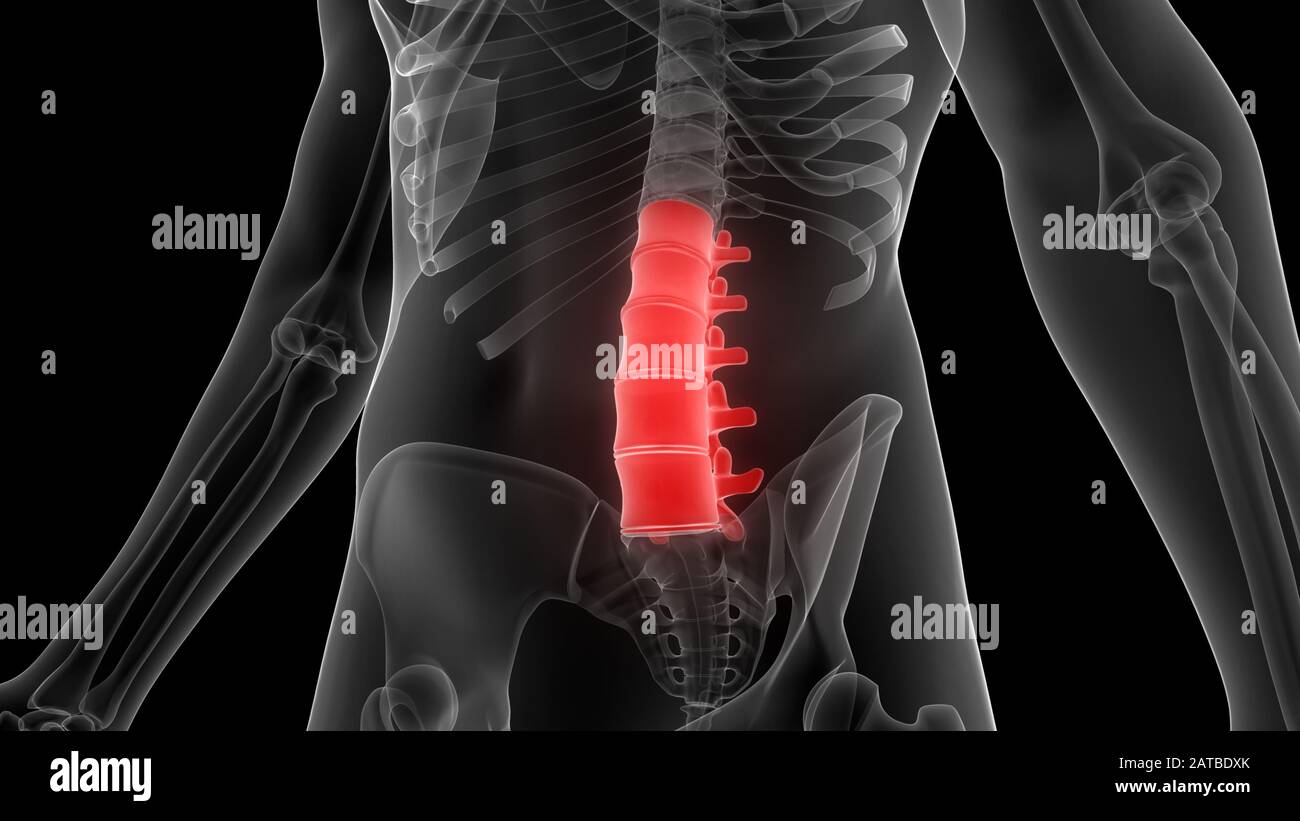 Vertebral Column of Human Skeleton Anatomy X-ray 3D rendering Stock ...
