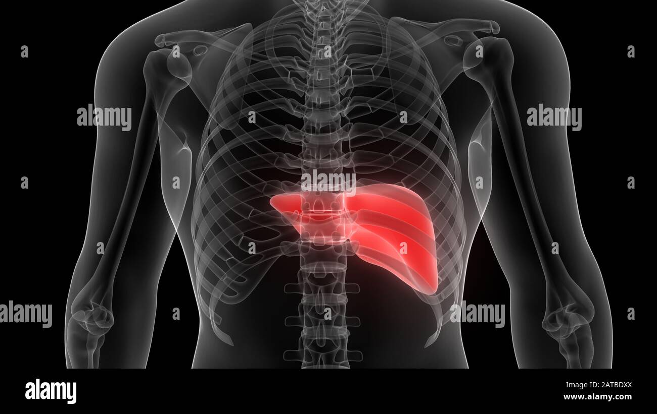 Liver a Part of Human Digestive System Anatomy X-ray 3D rendering Stock ...