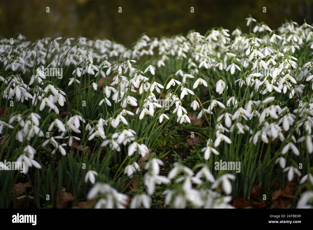 Snowdrops in bloom at Waddesdon Manor, Buckinghamshire Stock Photo - Alamy