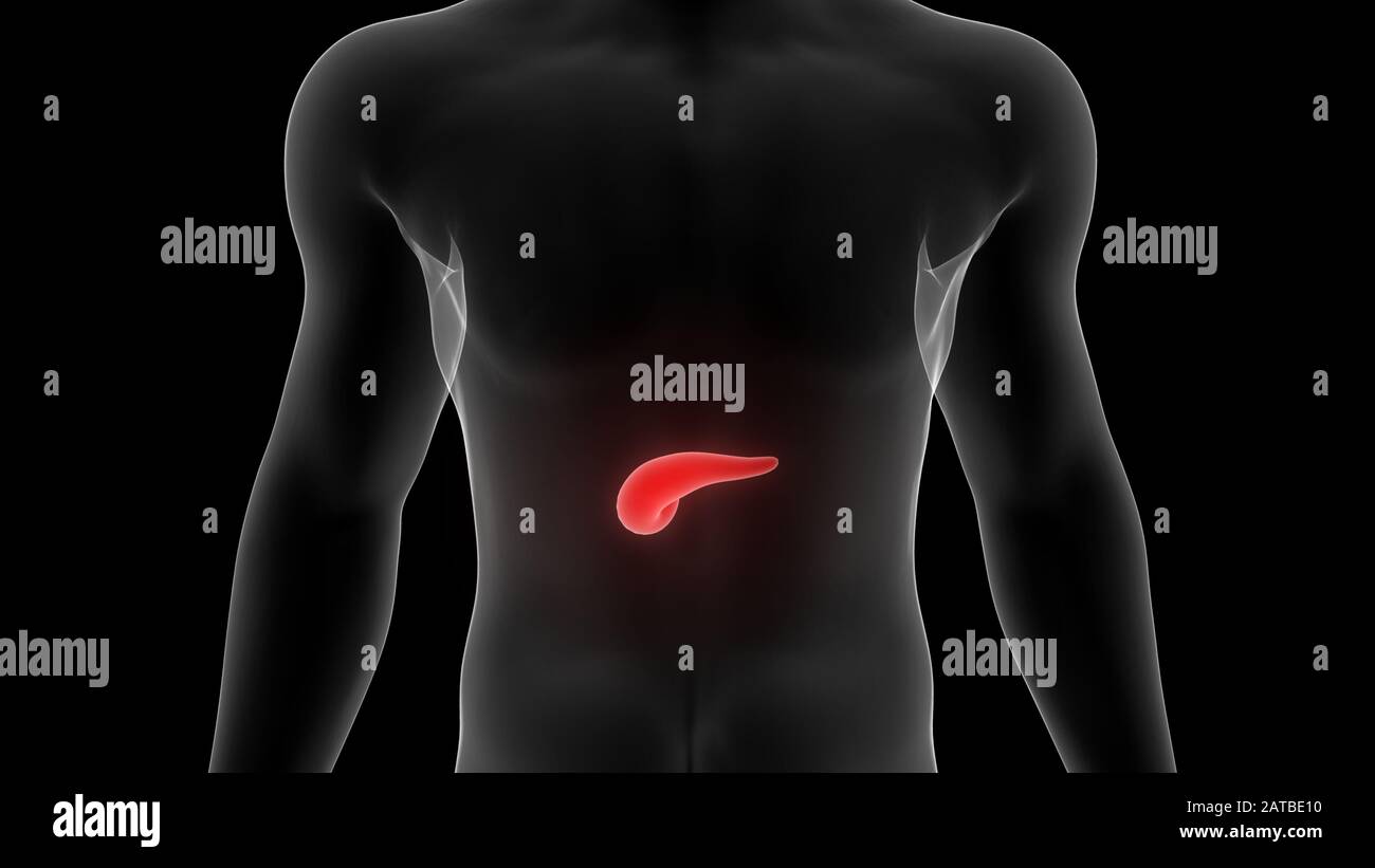 Pancreas a Part of Human Digestive System Anatomy. 3D Stock Photo - Alamy