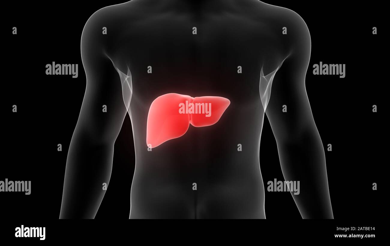 Liver a Part of Human Digestive System Anatomy X-ray 3D rendering Stock ...