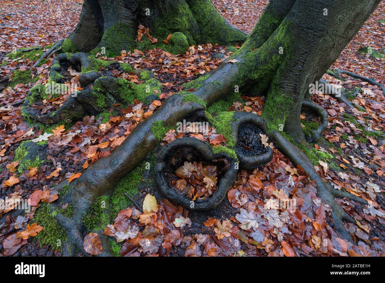 Conservation arboreal hi-res stock photography and images - Alamy