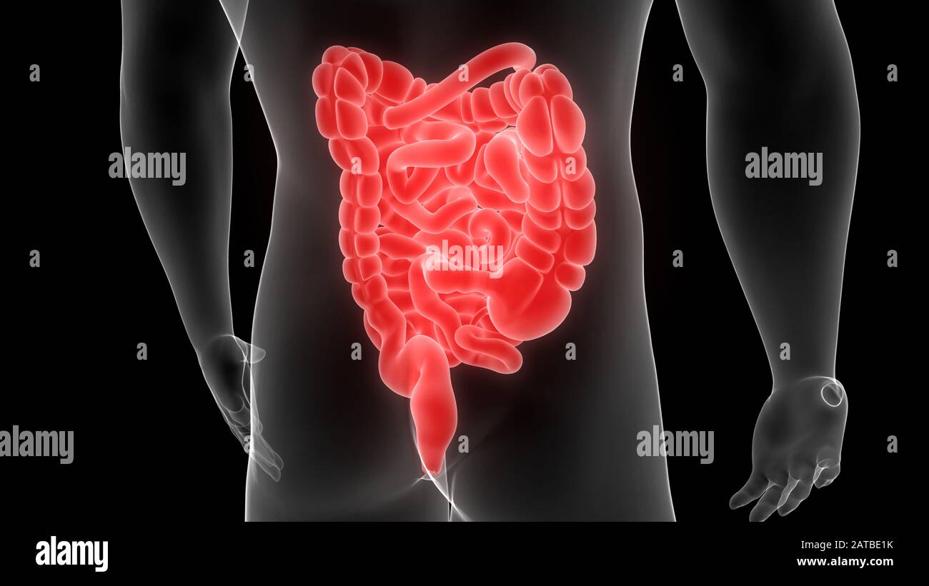 Human digestive system High Resolution Stock Photography and Images - Alamy