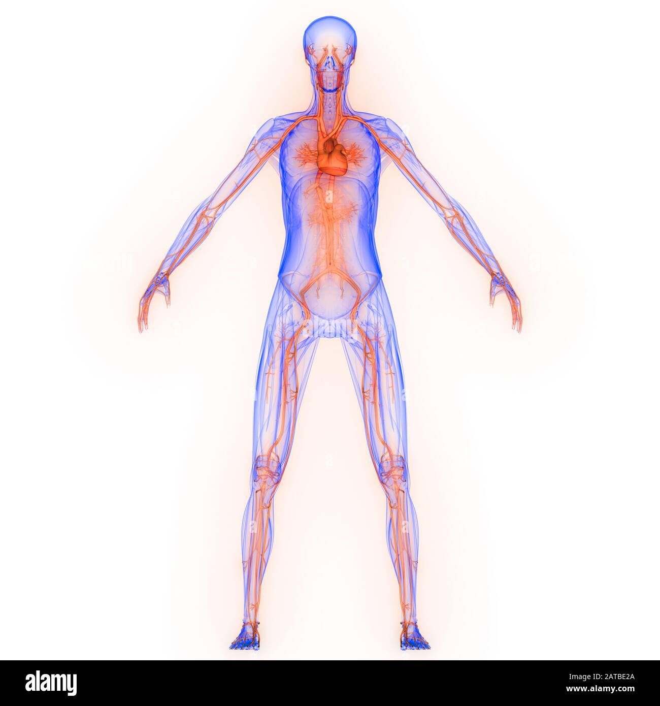 Circulatory system head hi-res stock photography and images - Alamy