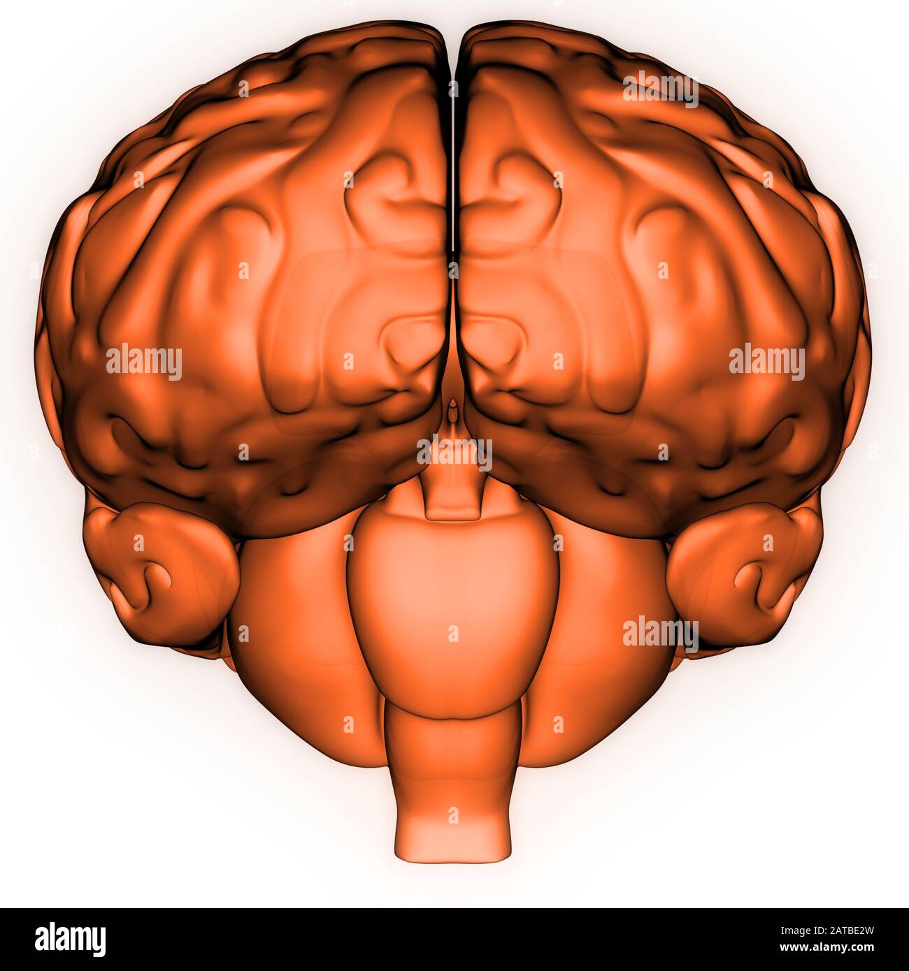 Human Internal Organ Brain with Nervous System Anatomy X-ray 3D ...