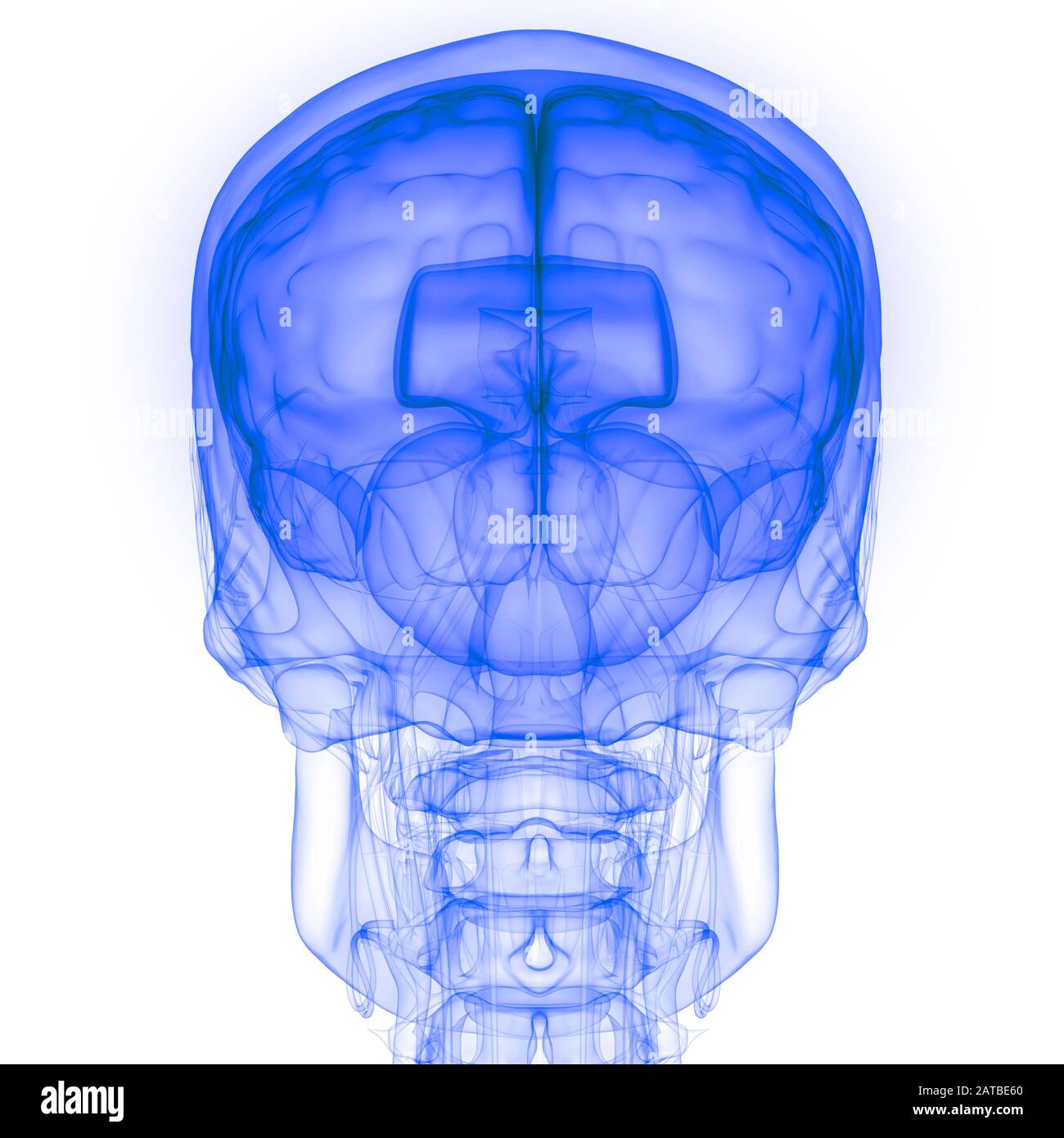 Human Internal Organ Brain with Nervous System Anatomy X-ray 3D ...