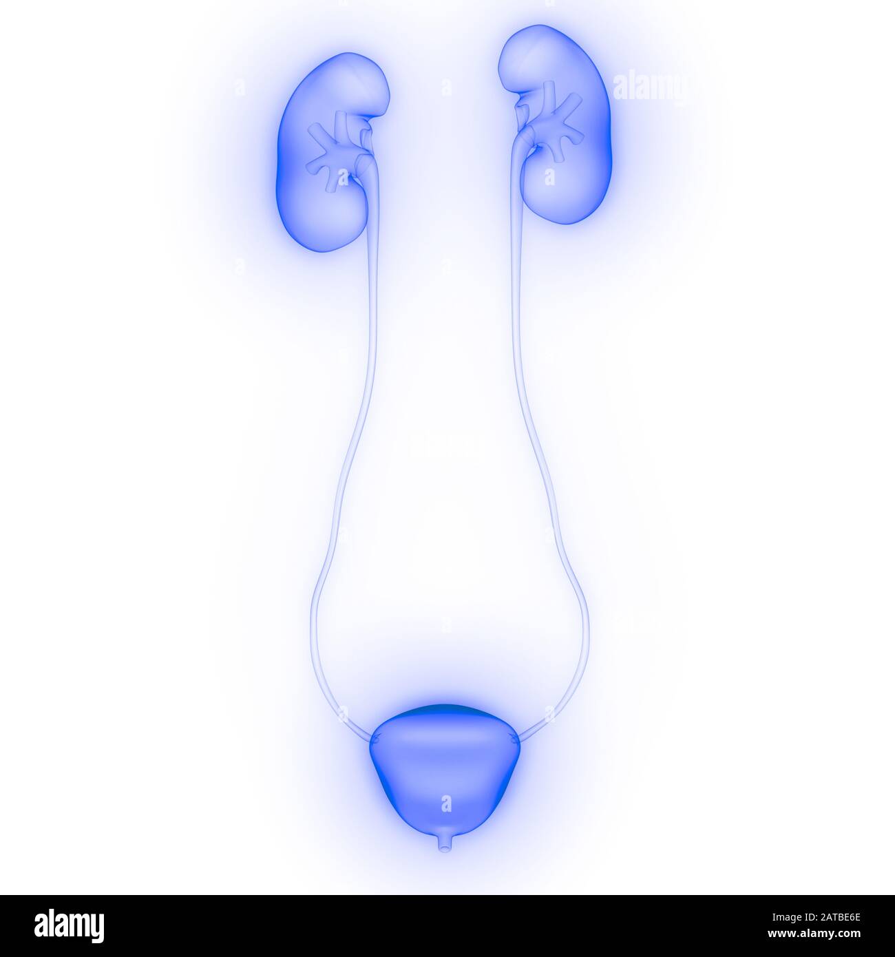 Human Internal organs Urinary System Anatomy 3d rendering Stock Photo ...