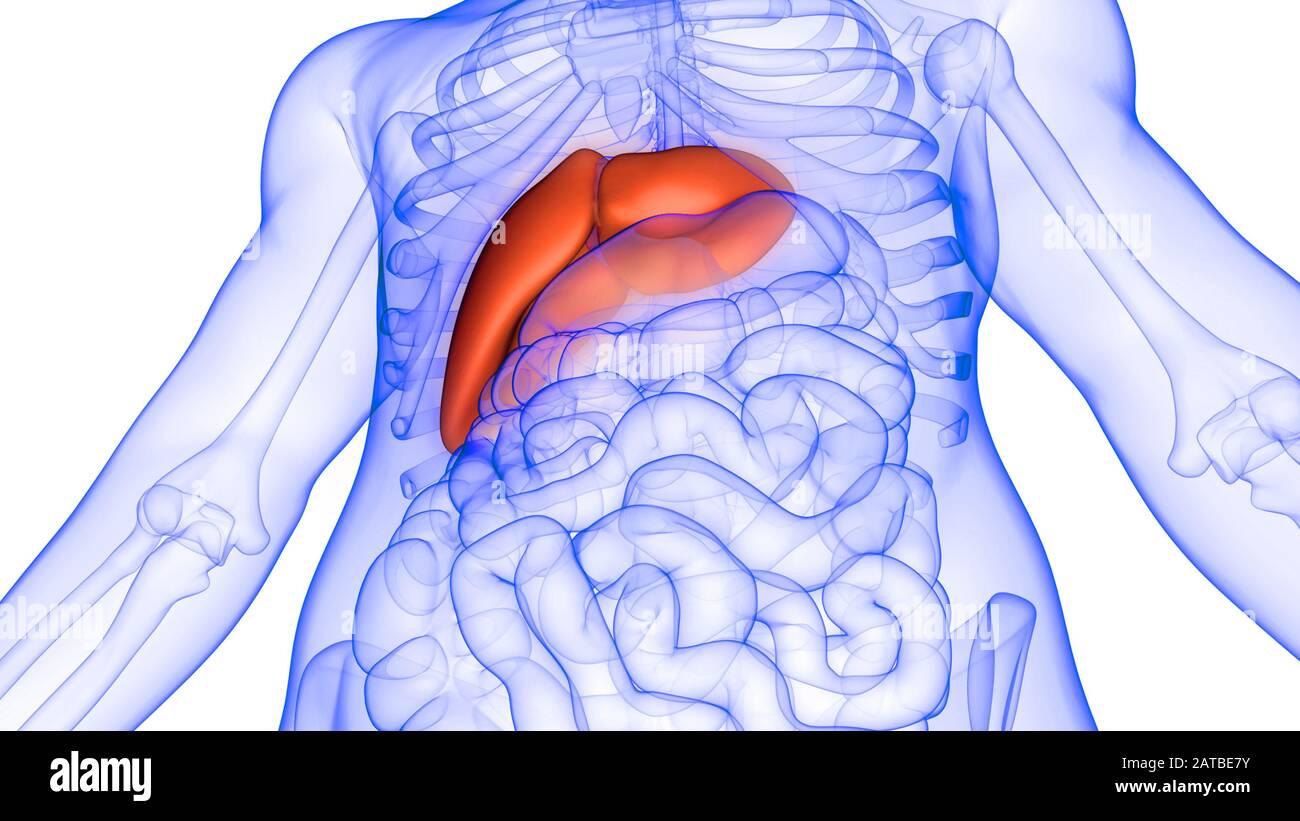 Liver a Part of Human Digestive System Anatomy X-ray 3D rendering Stock ...