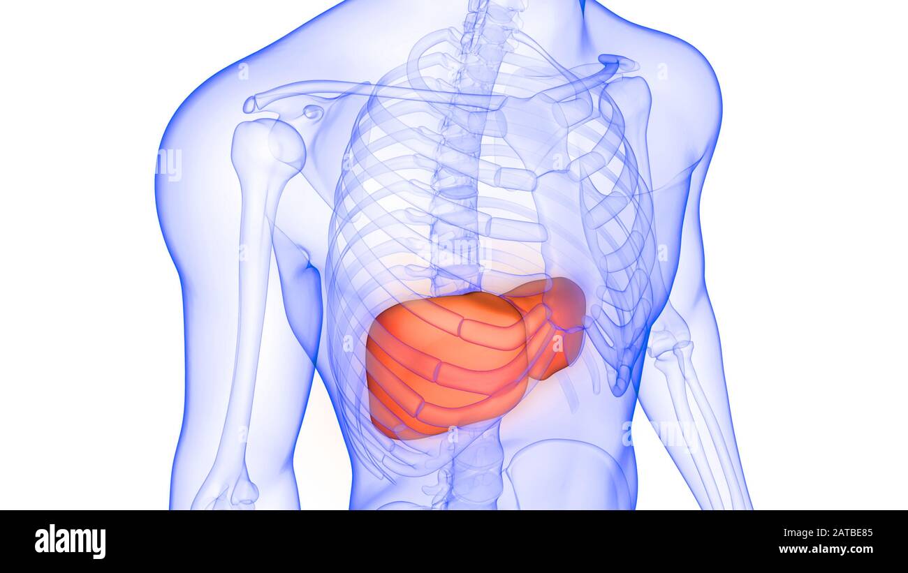 Liver a Part of Human Digestive System Anatomy X-ray 3D rendering Stock ...