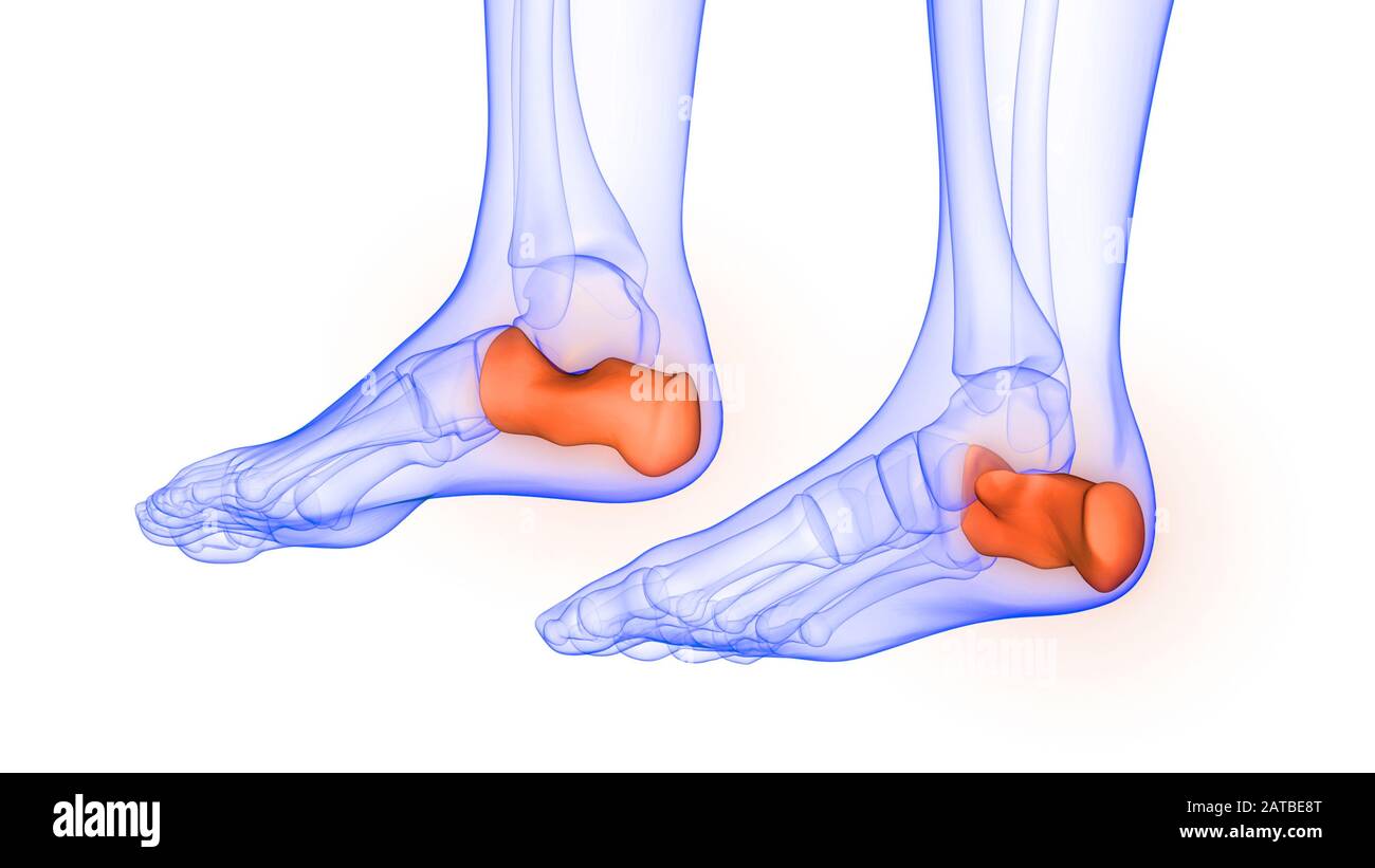 Calcaneus bone hi-res stock photography and images - Alamy