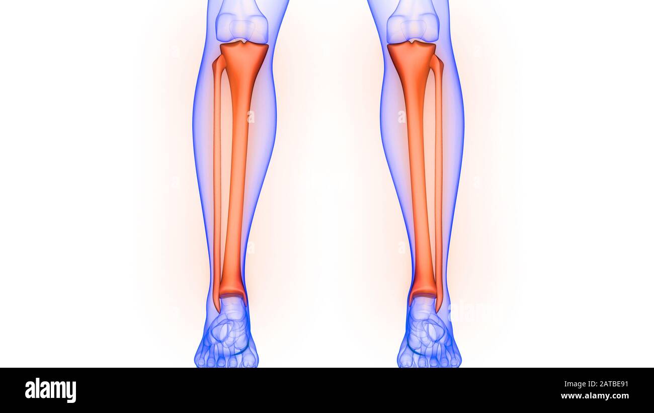 Tibia And Fibula Bones