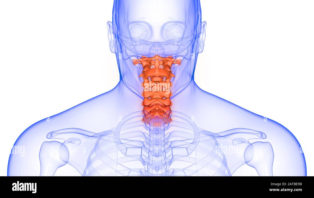 Vertebral Column of Human Skeleton Anatomy X-ray 3D rendering Stock ...