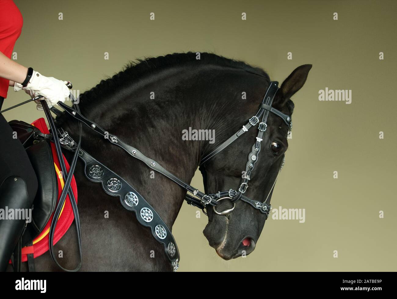 Andalusian black horse portrait in dark stable Stock Photo - Alamy