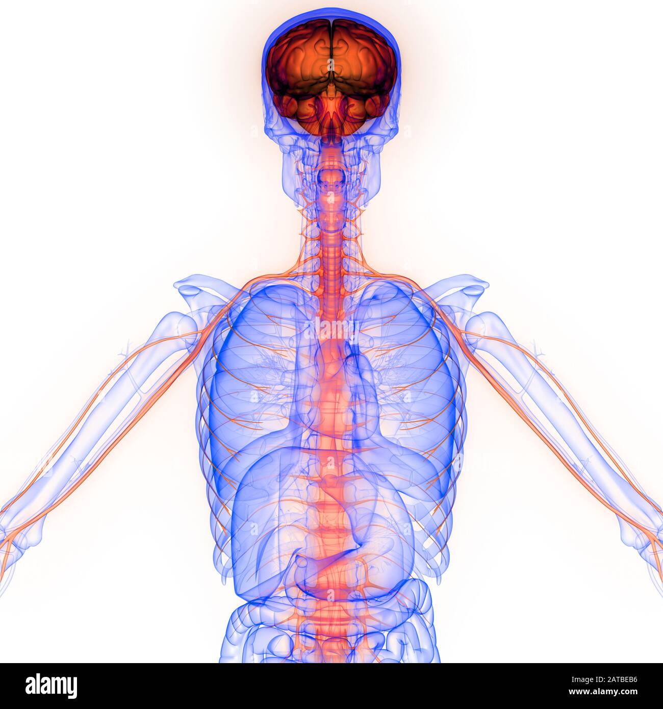 Human Internal Organ Brain with Nervous System Anatomy X-ray 3D ...