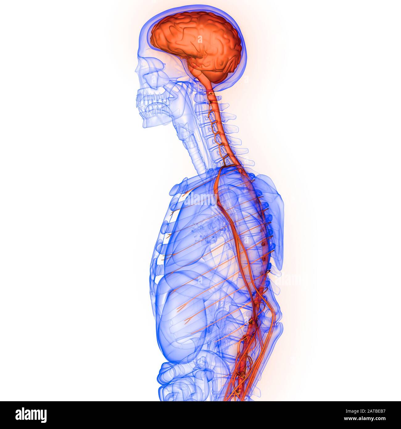 Human Internal Organ Brain with Nervous System Anatomy X-ray 3D ...
