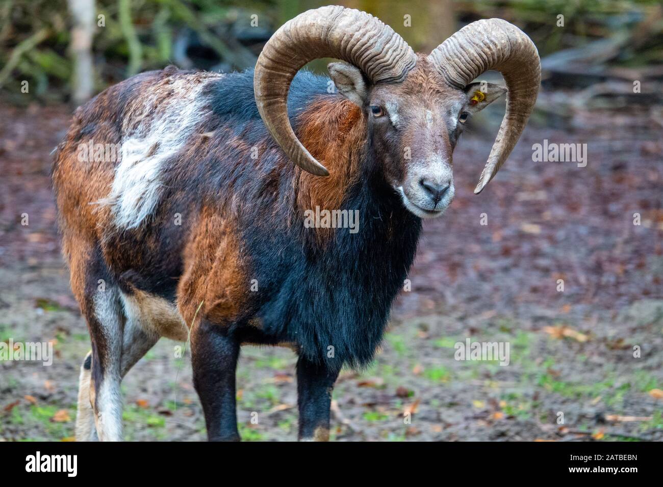 a portrait of a mouflon, Ovis orientalis, in a zoo Stock Photo - Alamy