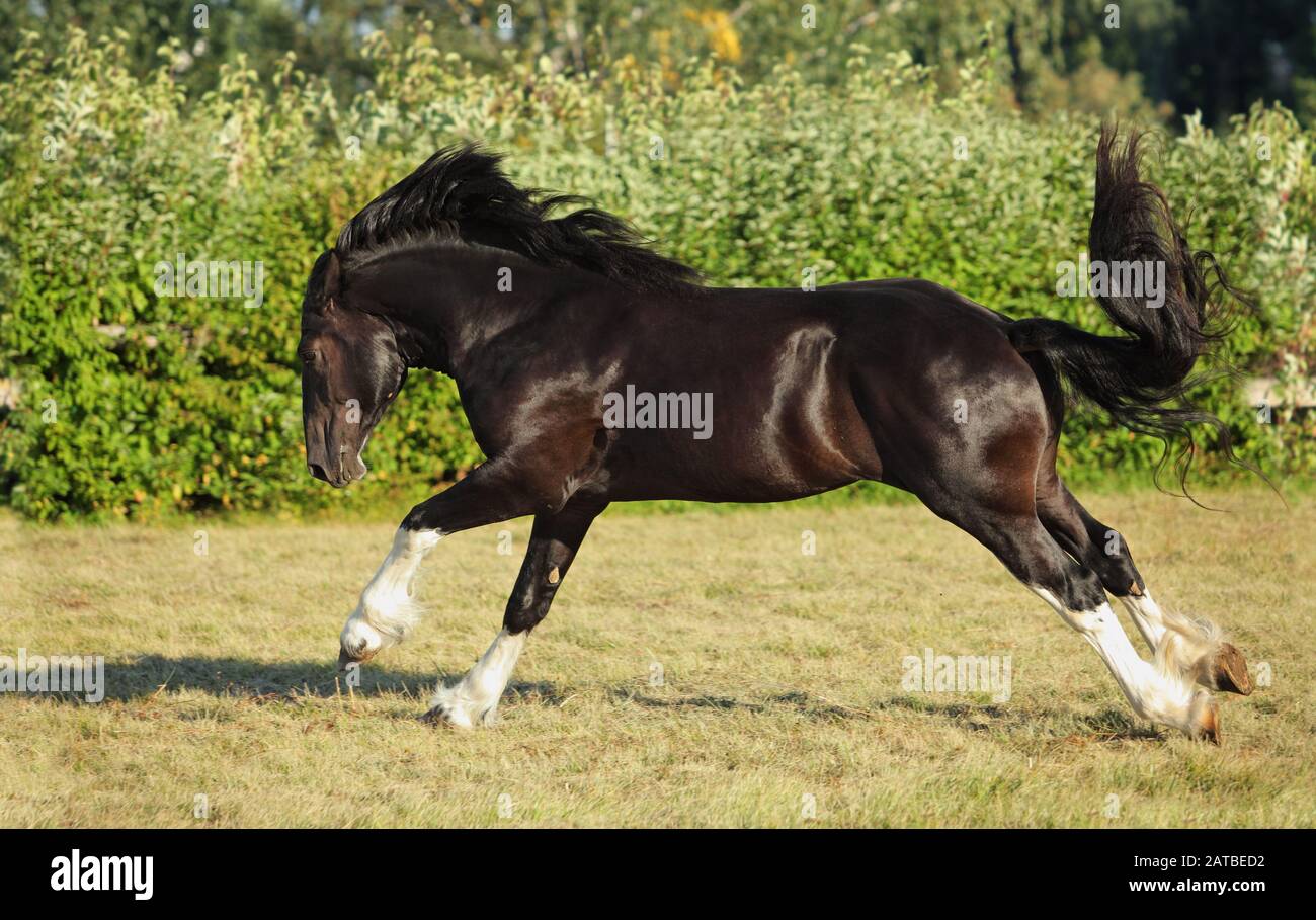 Black shire stallion galloping on a summer meadow Stock Photo - Alamy