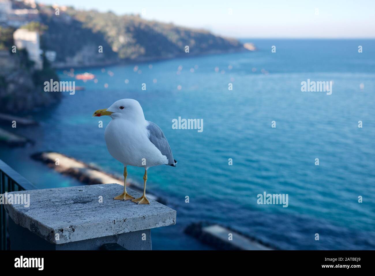 Fearless bird hi-res stock photography and images - Alamy