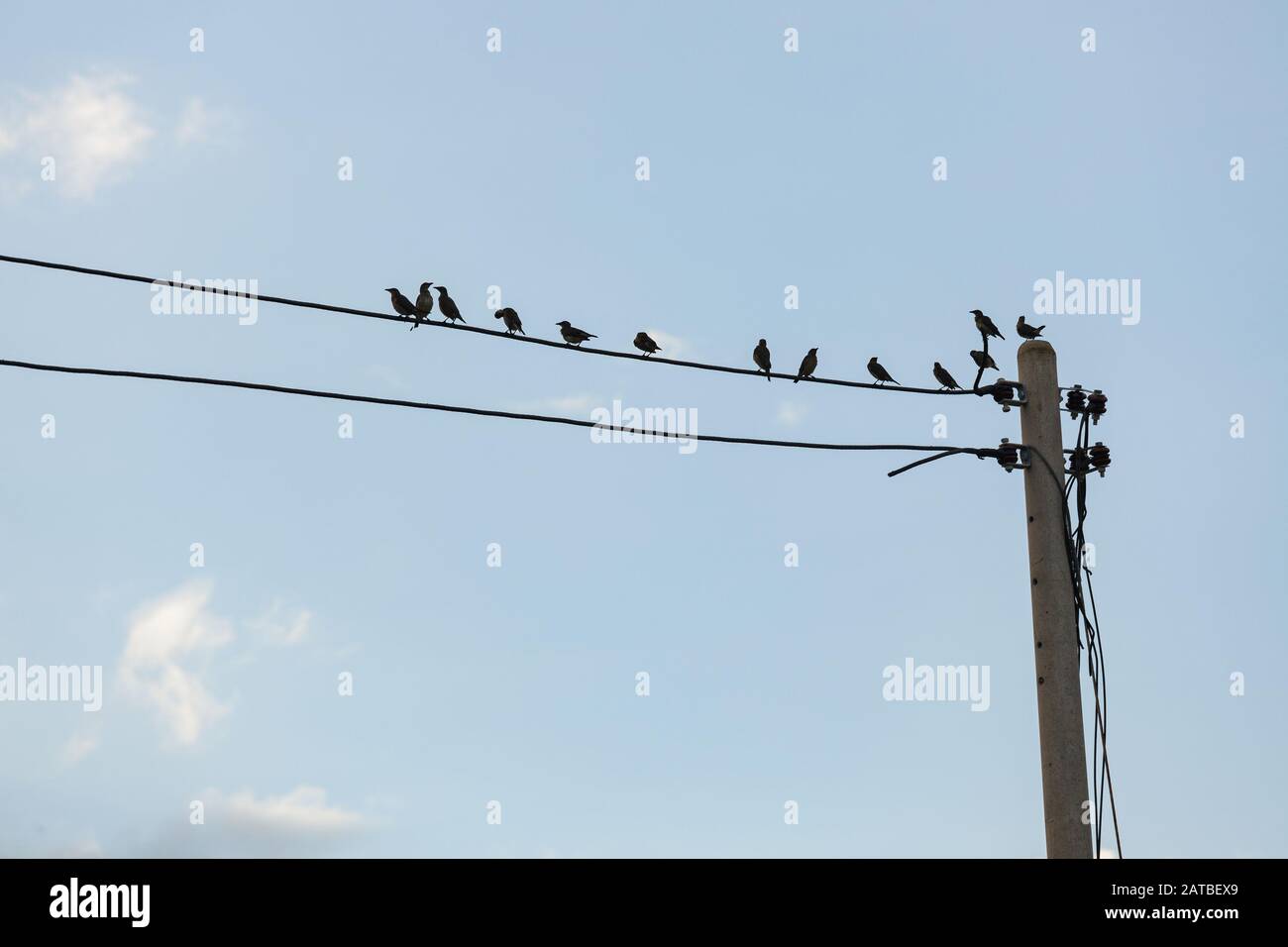 Birds sitting on small power line and sky background Stock Photo - Alamy