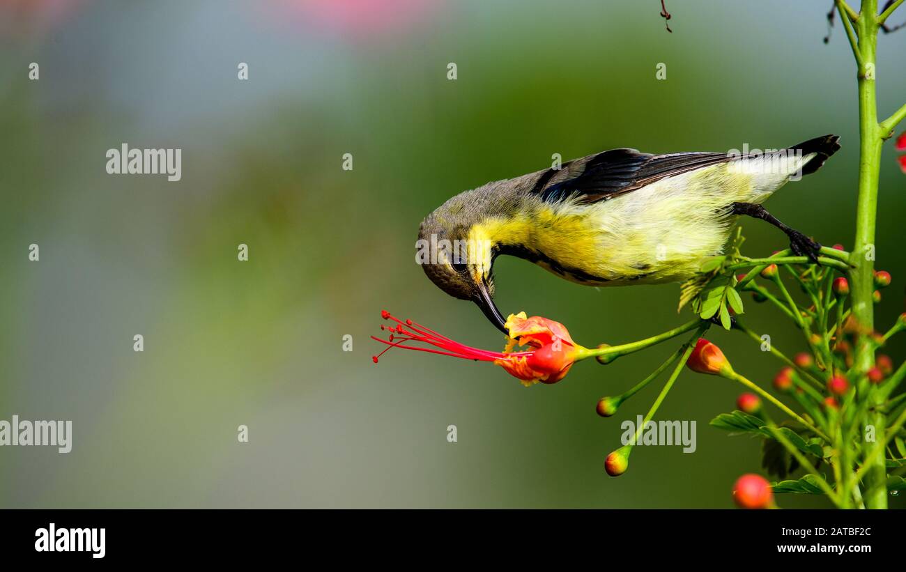 Indian sunbird hi-res stock photography and images - Alamy