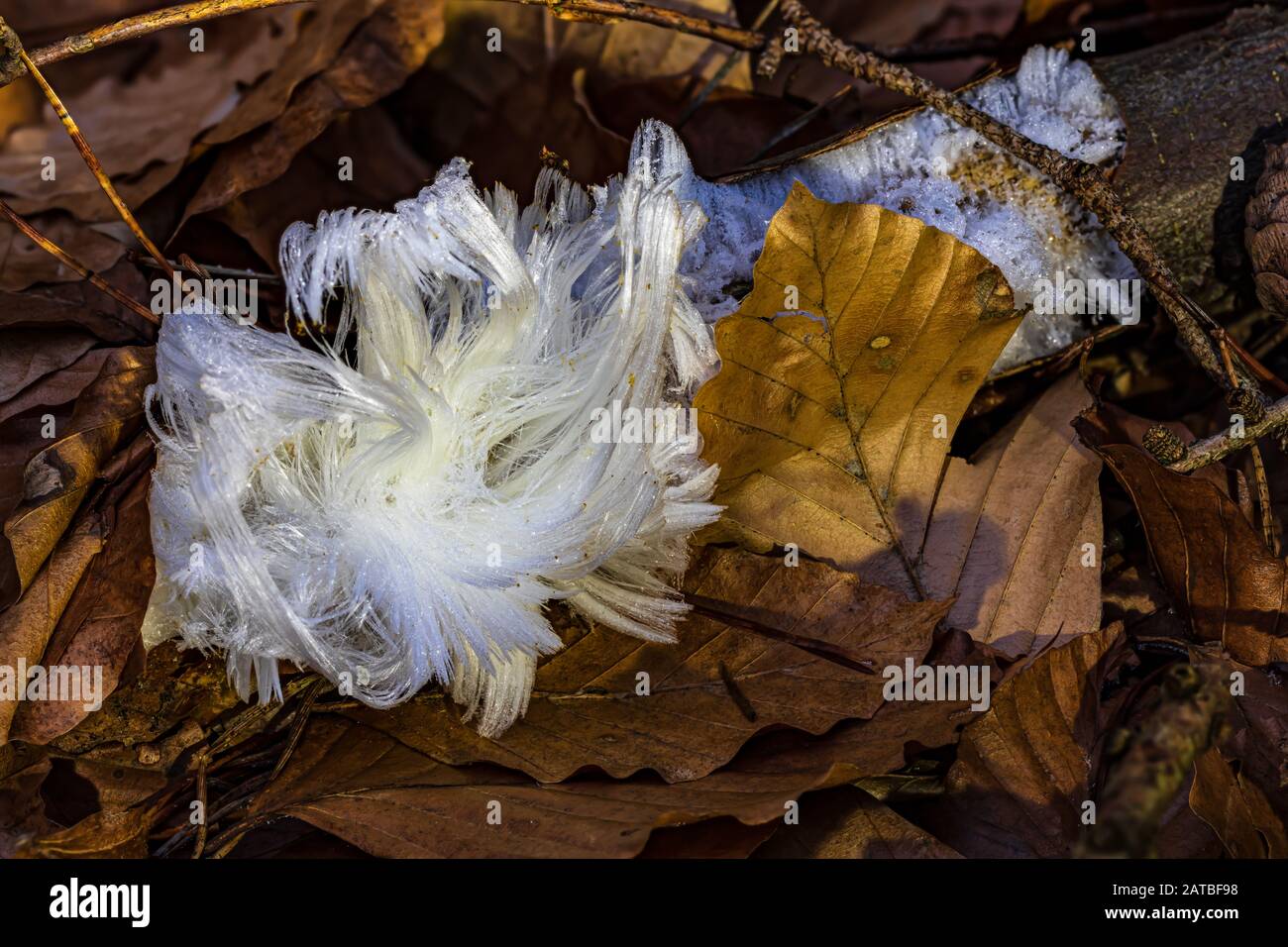 Hair ice, also known as ice wool or frost beard, ice that forms on dead ...