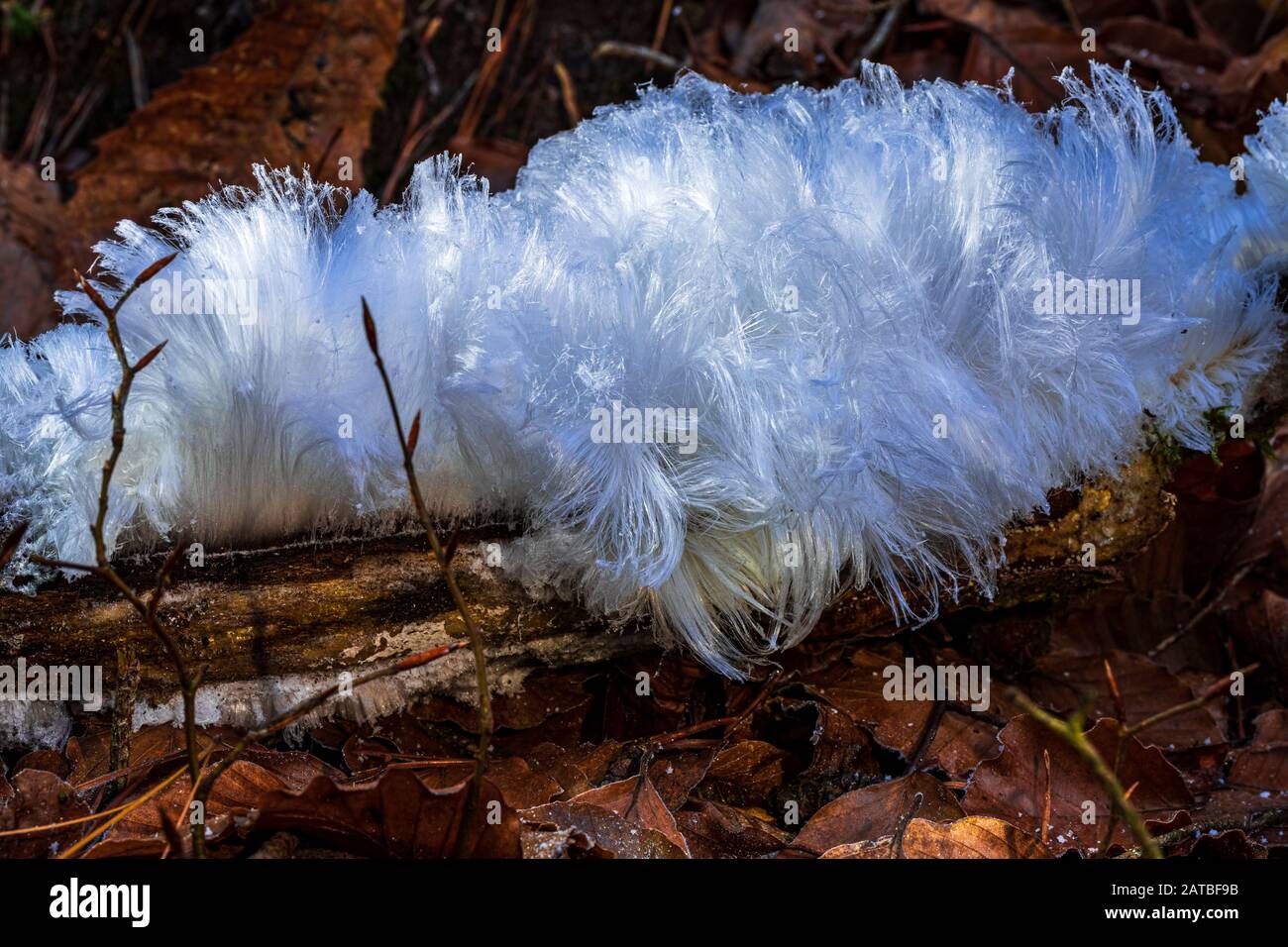 Hair ice, also known as ice wool or frost beard, ice that forms on dead ...