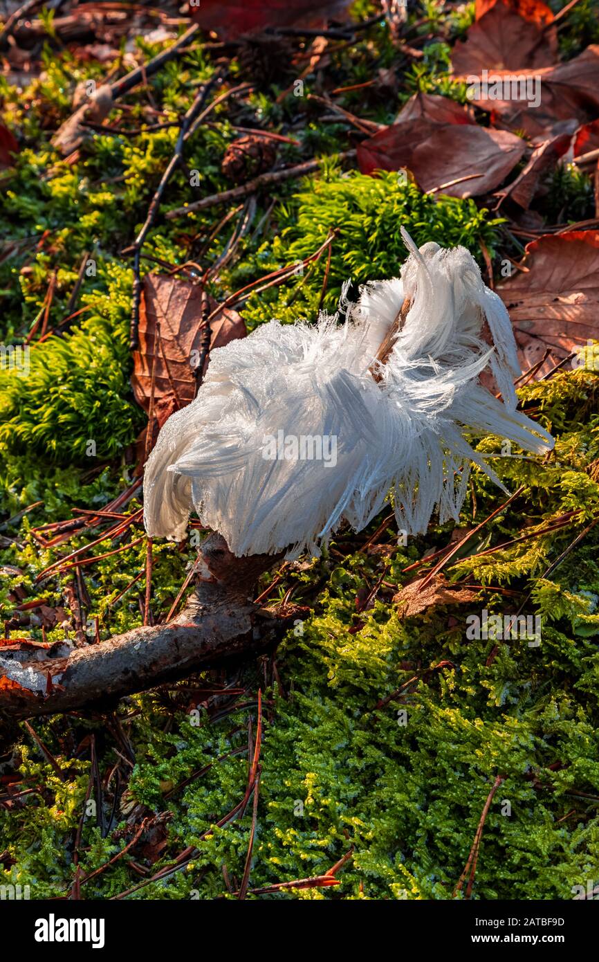Hair ice, also known as ice wool or frost beard, ice that forms on dead ...