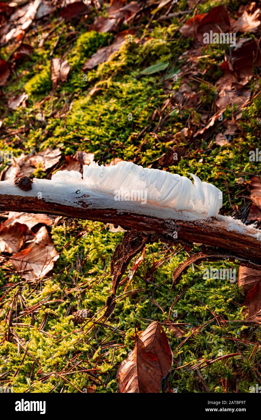 Hair ice, also known as ice wool or frost beard, ice that forms on dead ...