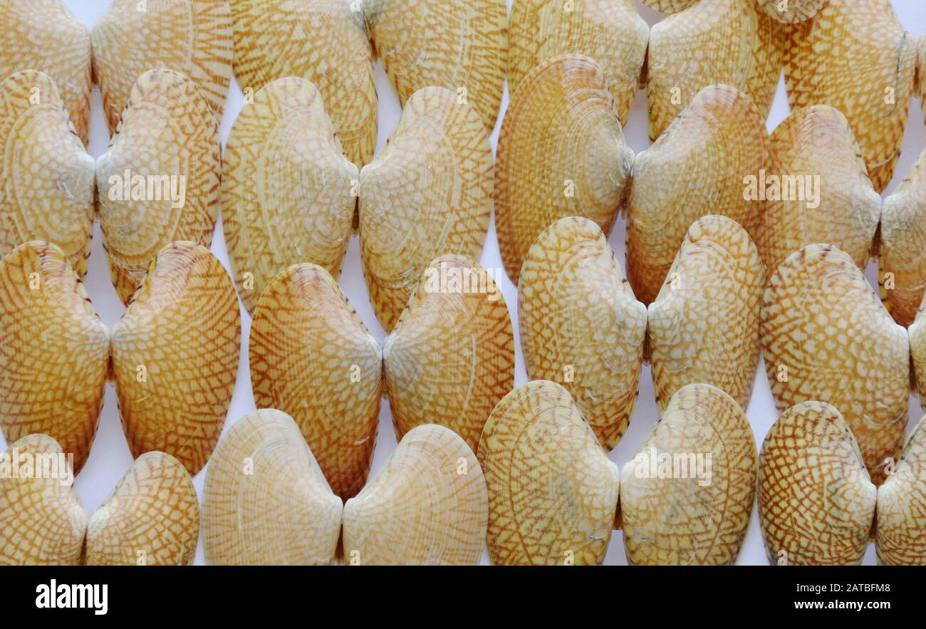 clams shell arranging on white background Stock Photo - Alamy