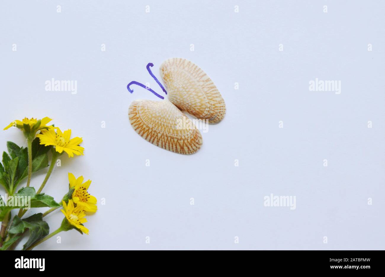 abstract clams shell look like butterfly feeding marigold pollen on ...