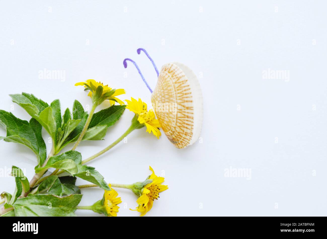 abstract clams shell look like butterfly feeding marigold pollen on ...