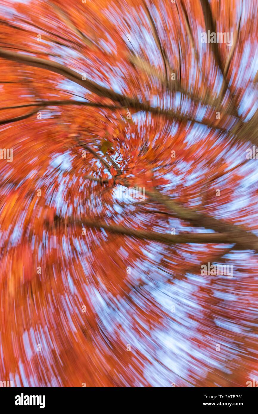 Zoom in tree blurred motion hi-res stock photography and images - Alamy