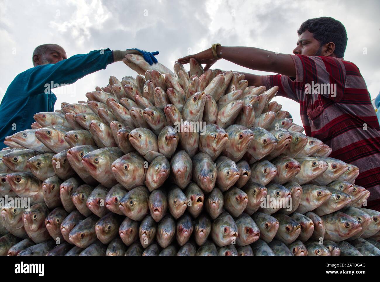 Bangladesh national fish hi-res stock photography and images - Alamy