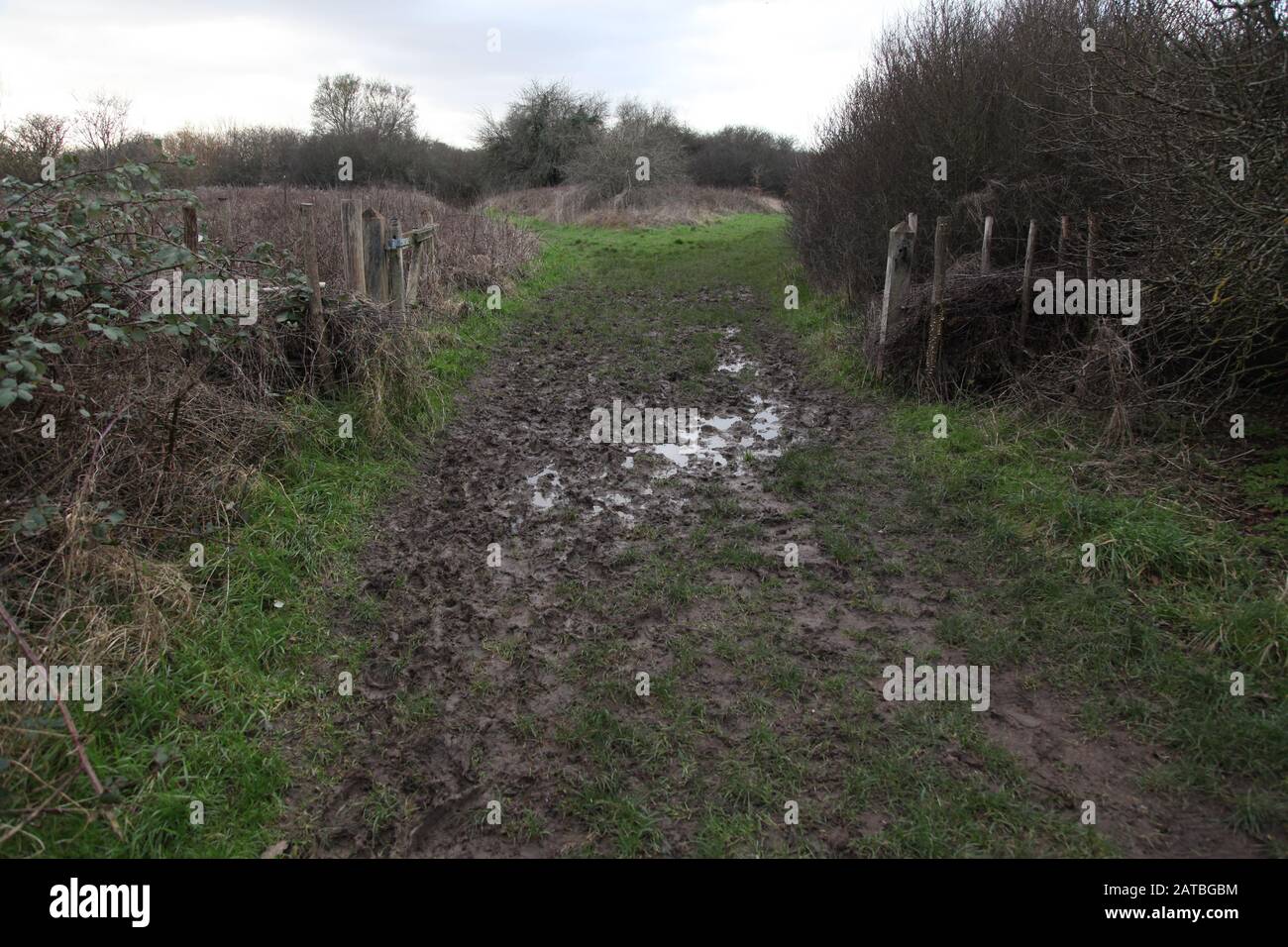 A very wet, muddy footpath runs through Ashtead common, Mole Valley ...