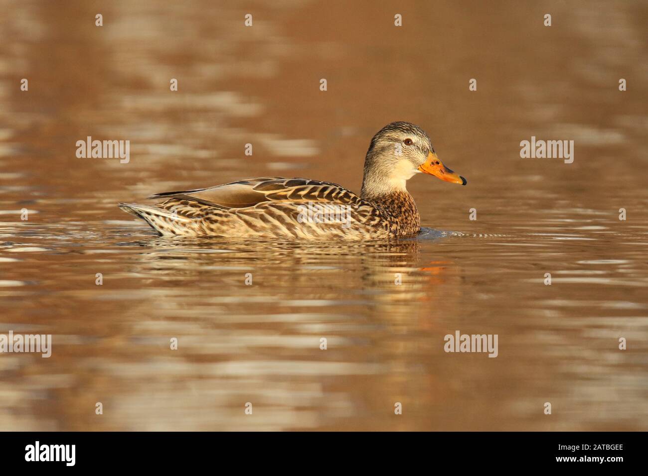 Hen Mallard High Resolution Stock Photography and Images - Alamy