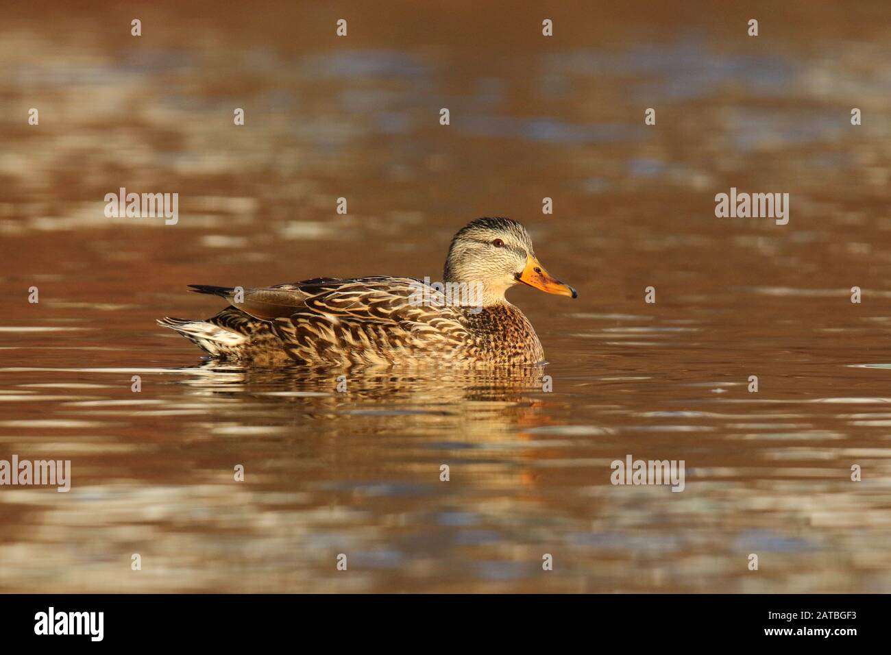 Golden hen hi-res stock photography and images - Alamy