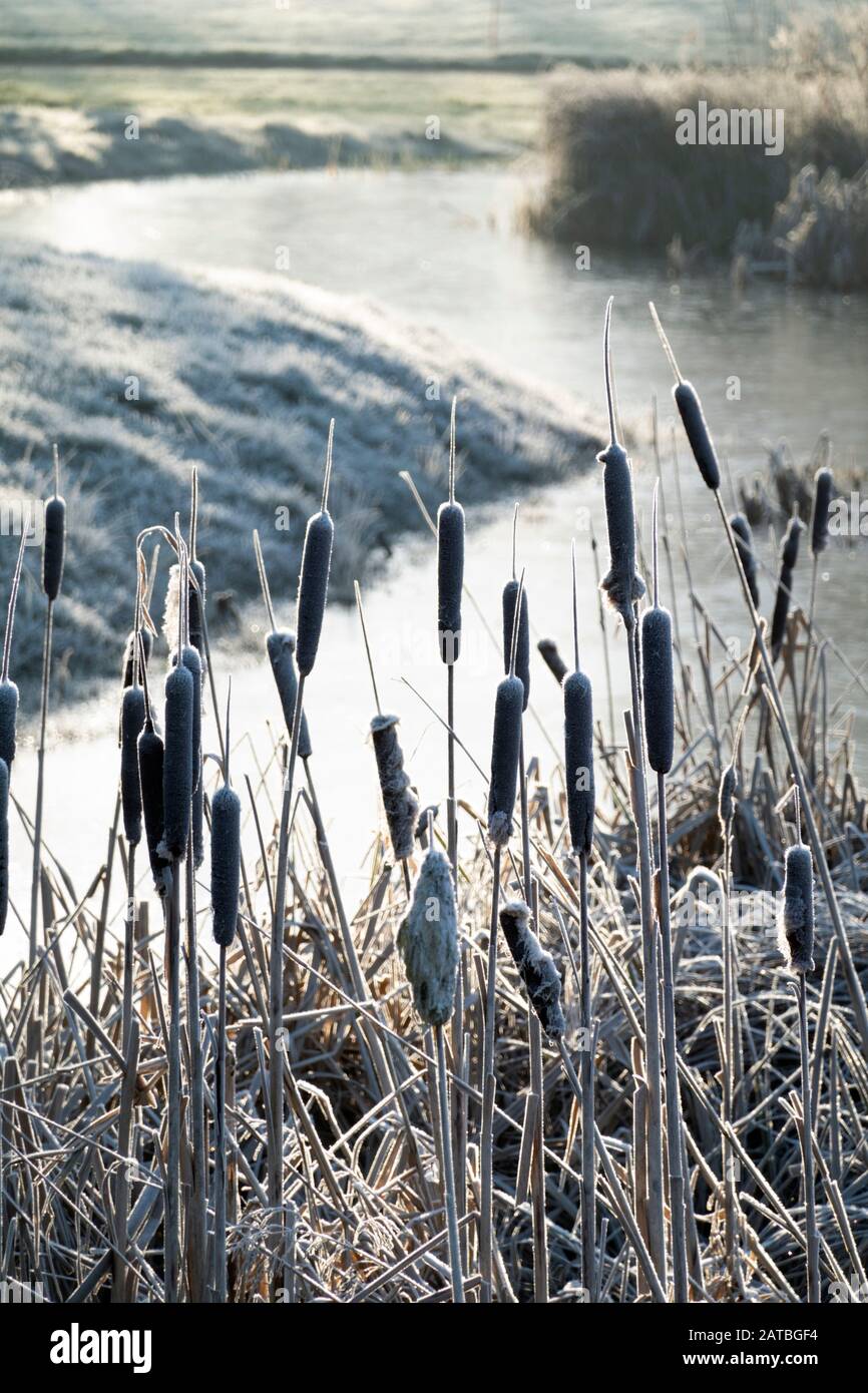 Plants bulrush cold field winter hi-res stock photography and images ...