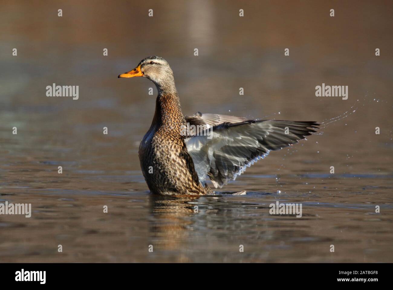 Mallard duck flap hi-res stock photography and images - Alamy
