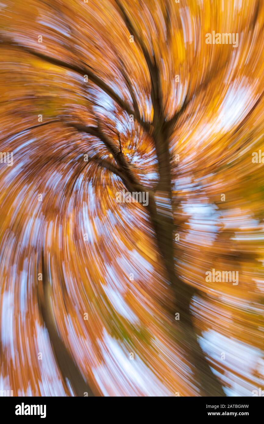 Abstract of Tree During Autumn Stock Photo - Alamy