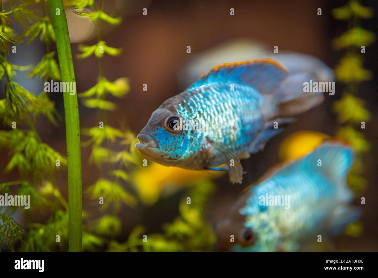 Blue fish in freshwater aquarium with green beautiful planted tropical ...
