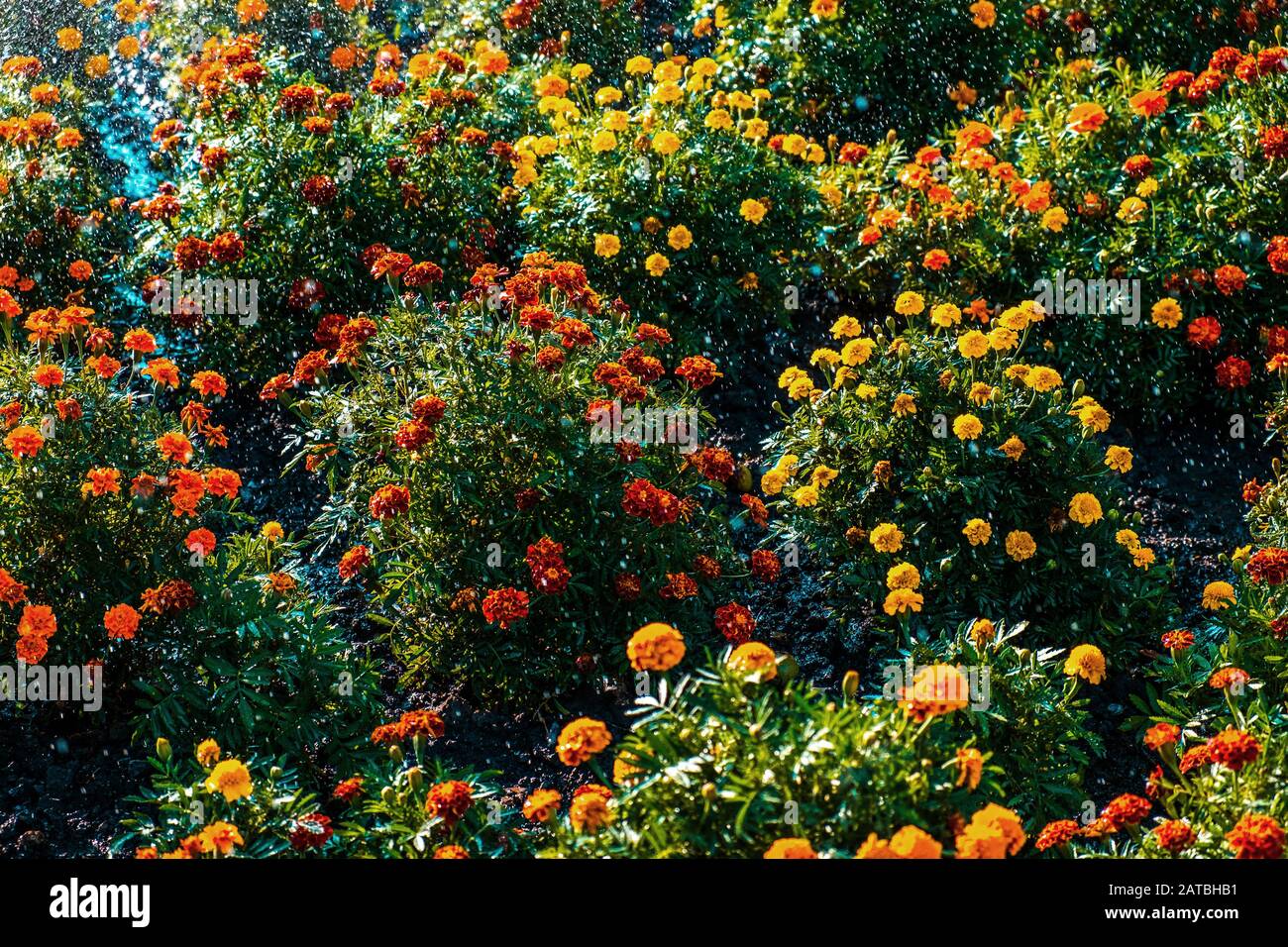 splashing water on flowers in the garden Stock Photo - Alamy
