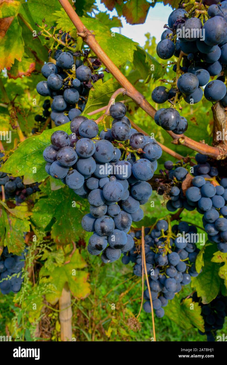 Big Grapes High Resolution Stock Photography and Images - Alamy