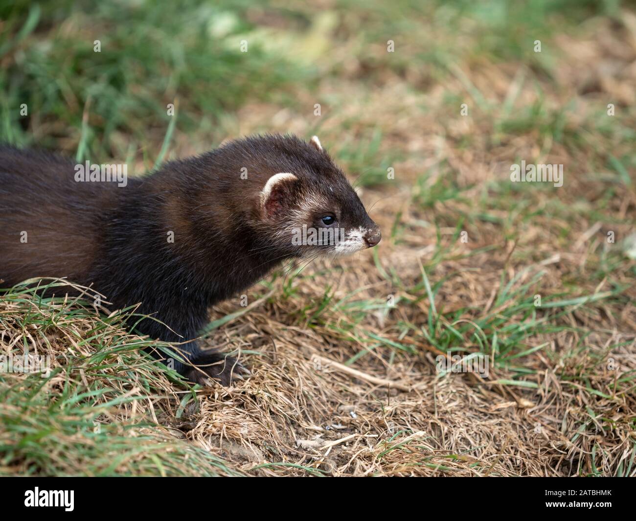 Polecat Looking out of a Tunnel Stock Photo - Alamy