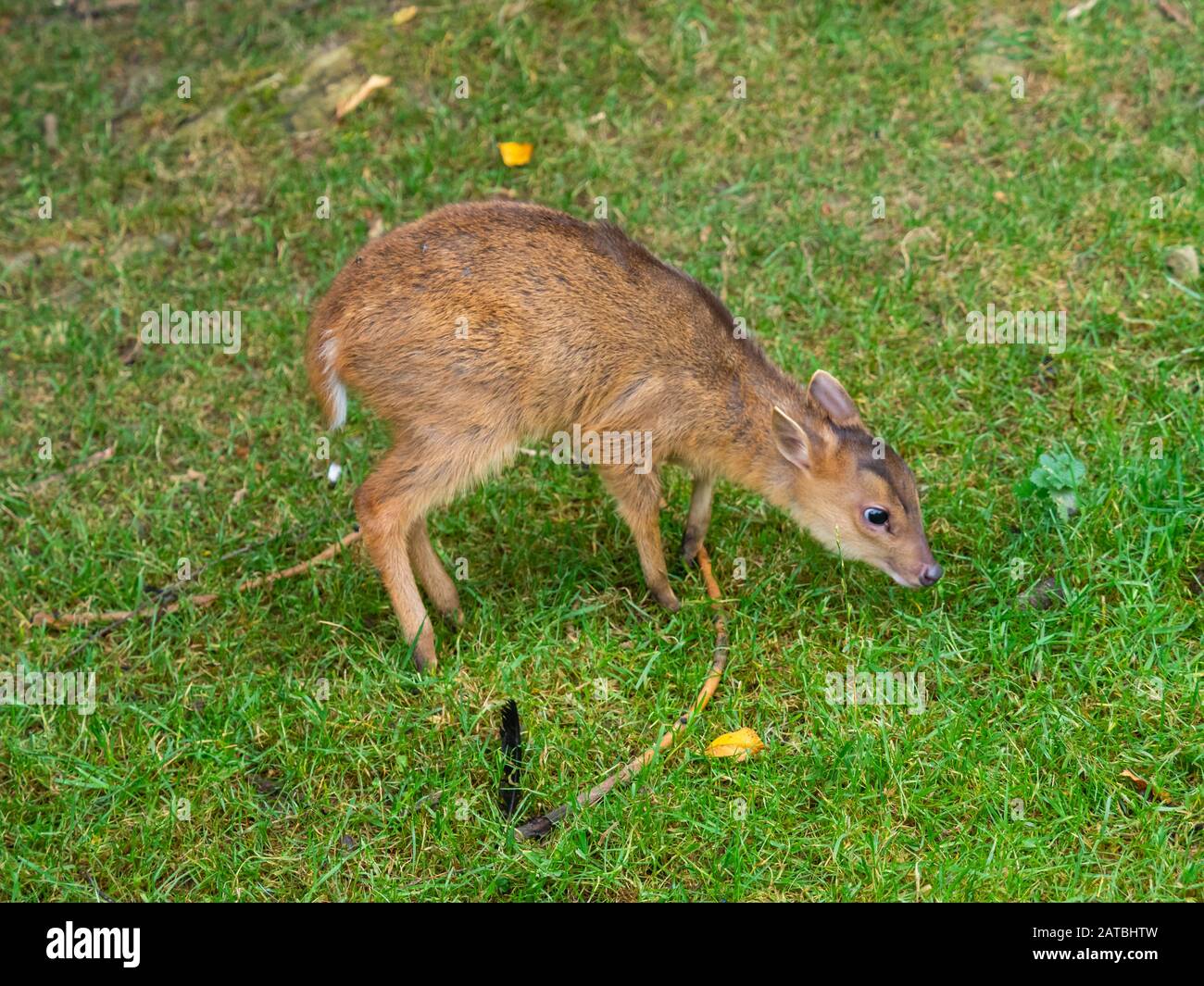 Baby muntjac deer uk hi-res stock photography and images - Alamy