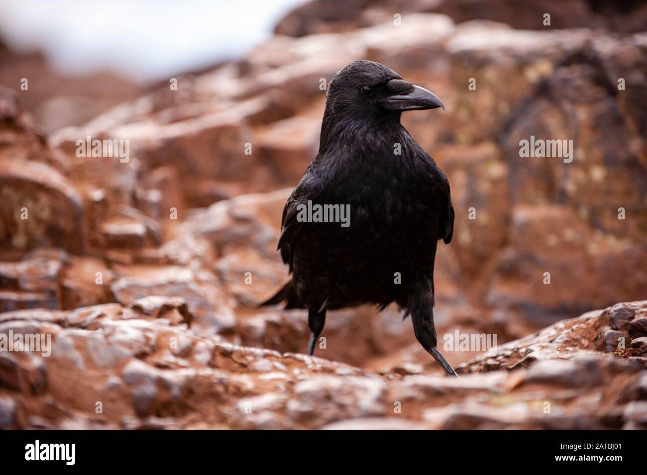 Black raven on a rocky background. Holyrood park. Edinburgh cityscape ...