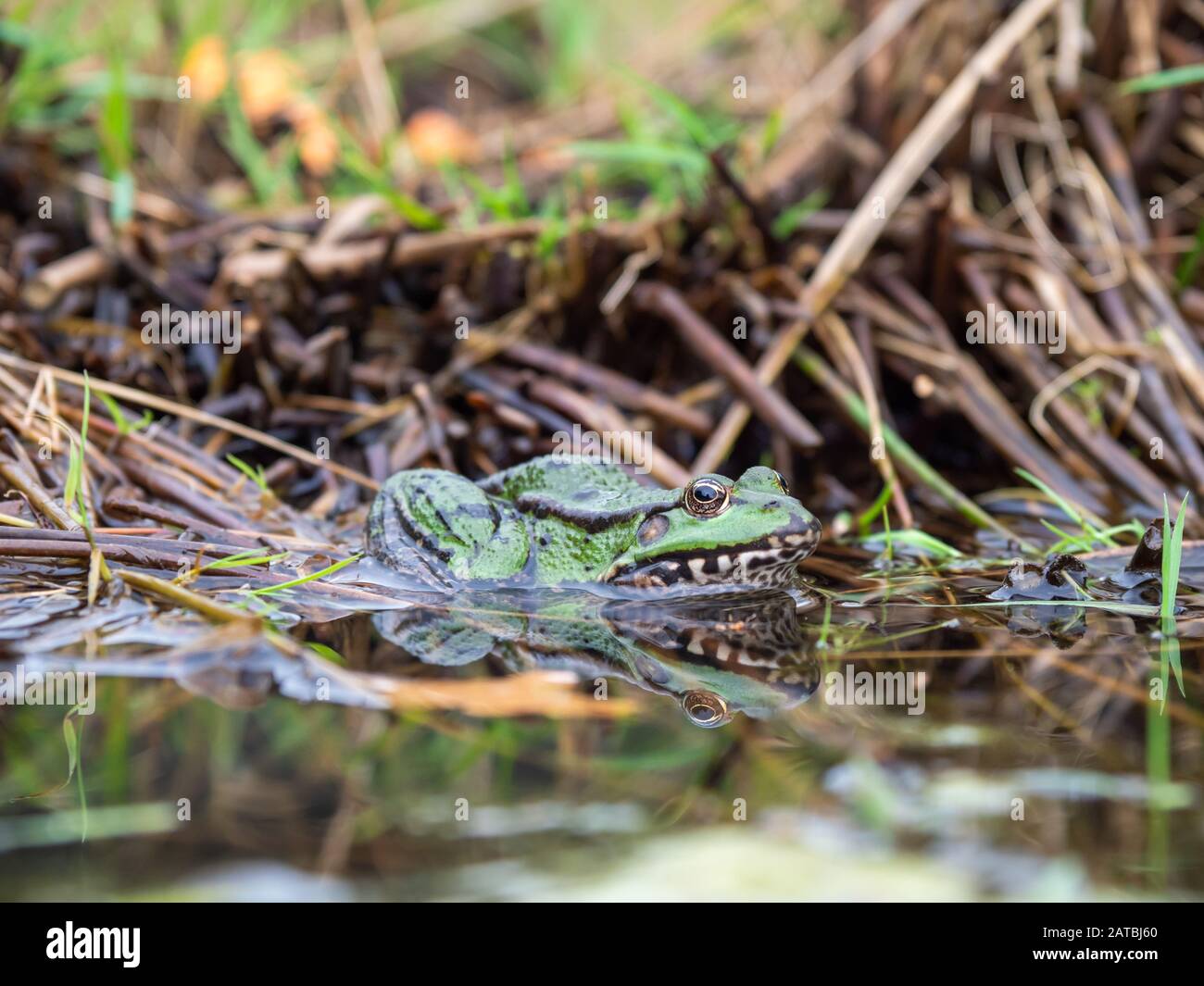 Marsh frog ( Pelophylax ridibundus ) in water Stock Photo - Alamy