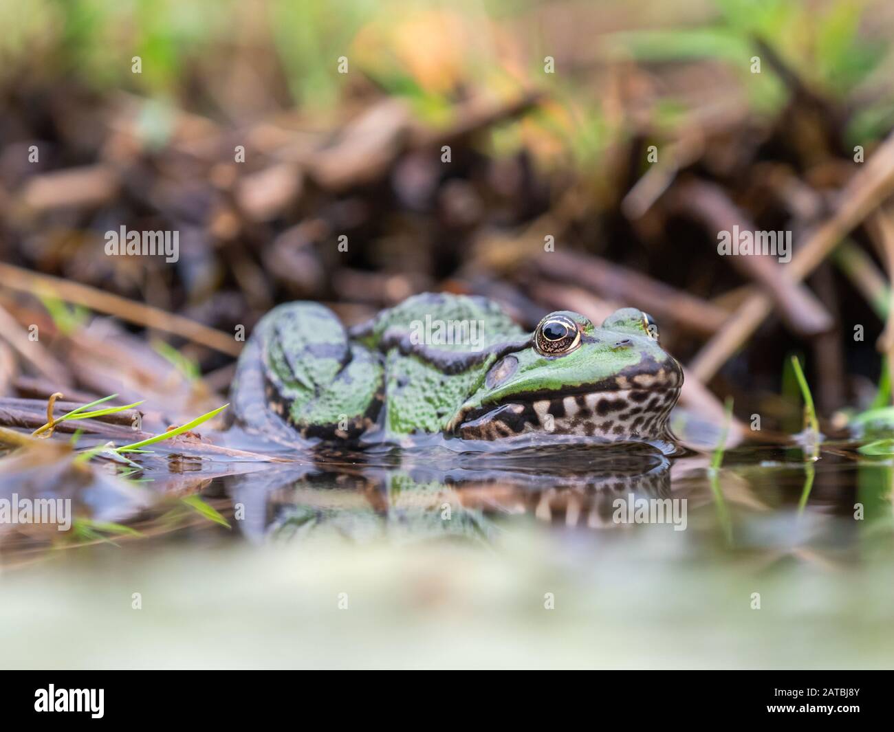 Marsh frog ( Pelophylax ridibundus ) in water Stock Photo - Alamy