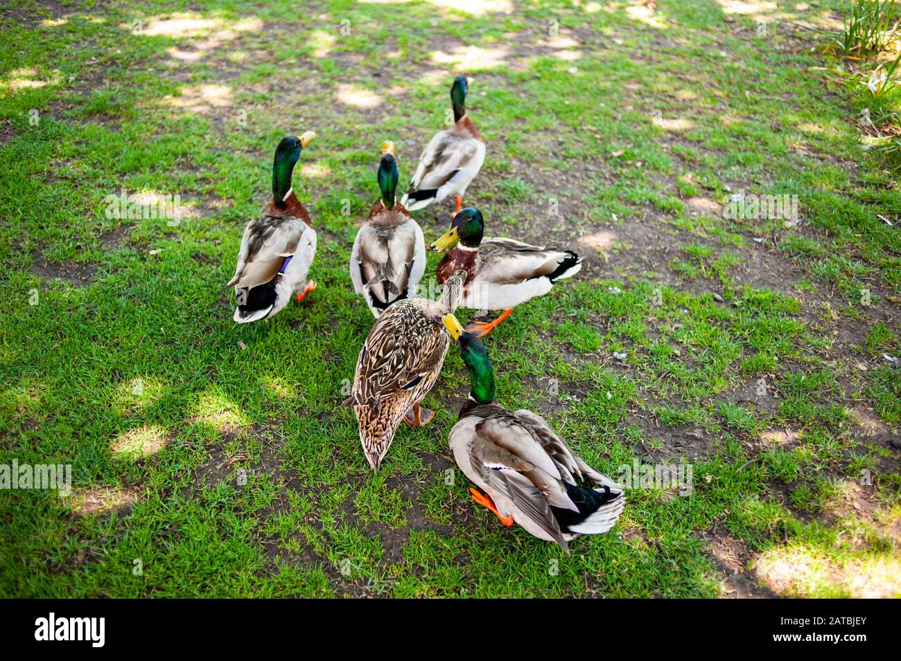 Ducks attacking a duck. Musselburgh cityscape/travel photograph by Pep ...